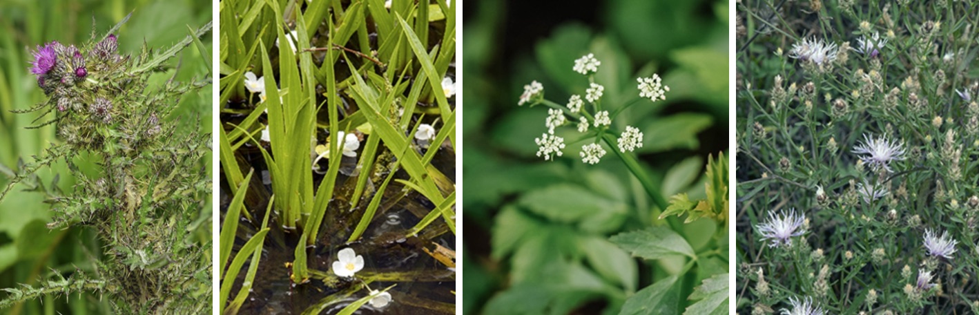 PA Environment Digest Blog: DCNR Good Natured Blog: Lookout For These ...