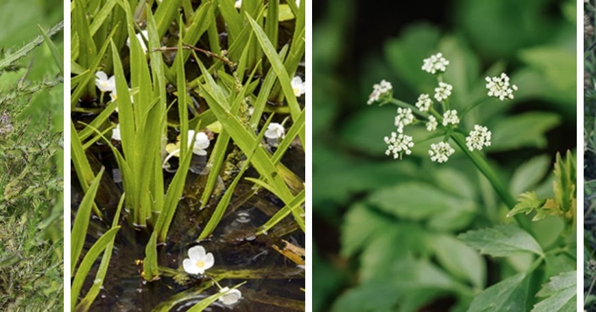 PA Environment Digest Blog: DCNR Good Natured Blog: Lookout For These ...