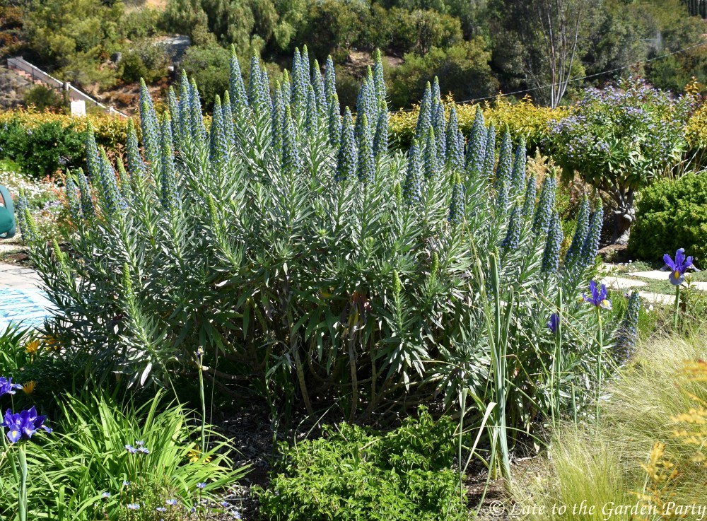 Late to the Garden Party: Bloom Day - April 2021