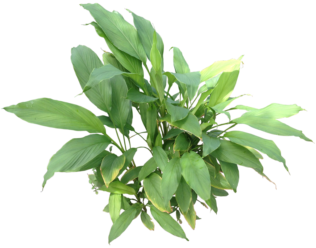 Halamang Gamot / Herbal Medicine: Turmeric - Luyang Dilaw - English