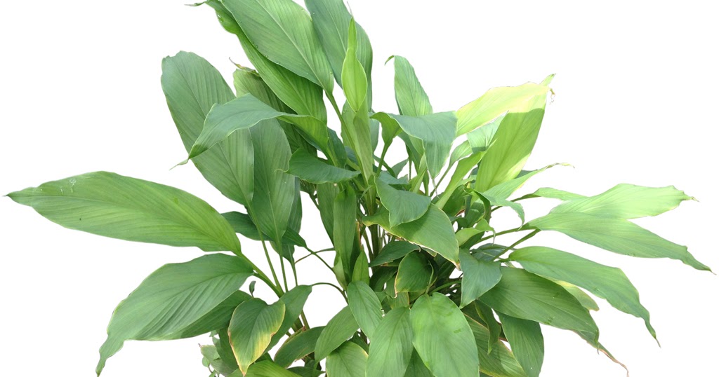 Halamang Gamot / Herbal Medicine: Turmeric - Luyang Dilaw - English