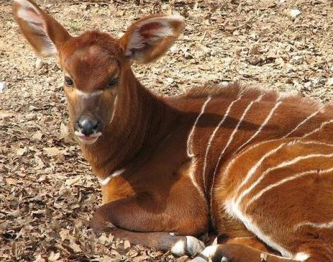Bongo Özellikleri | Canlılar Alemi