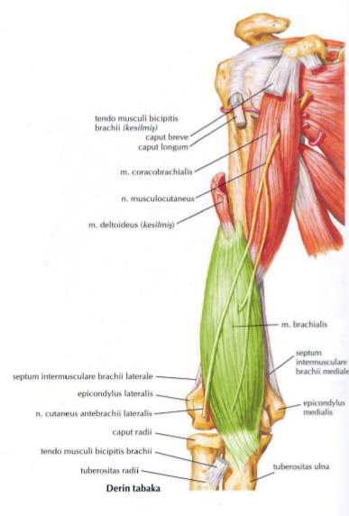 Biologia w liceum: Mięsień ramienny (musculus brachialis)