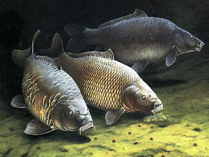 Carpodrome: Les carpes