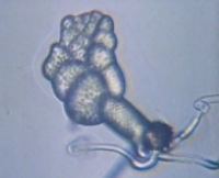 Growing ...: CICLO BIOLÓGICO DE LOS HELECHOS