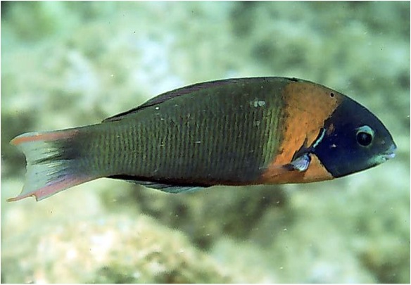 Kauai Family Travel: What fish you will see when snorkeling on Kauai