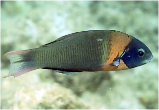 Kauai Family Travel: What fish you will see when snorkeling on Kauai