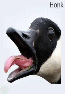 Sea Animals Names with Pictures | Necessary Vocabulary - Necessary ...