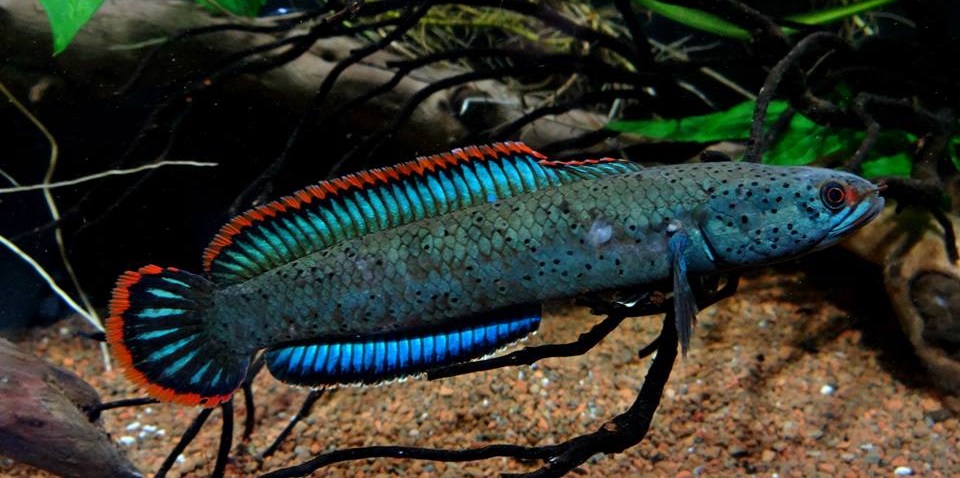 50 Jenis Ikan Channa yang Perlu Kamu Ketahui, Terlengkap Beserta Harga ...