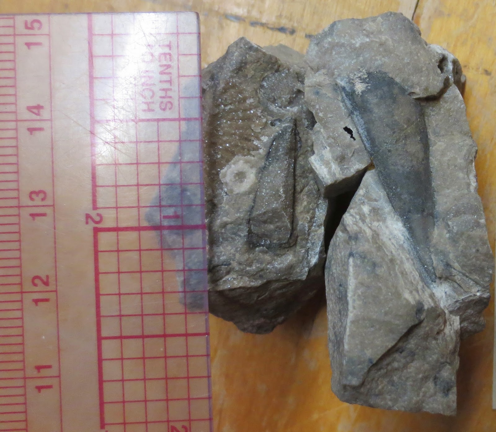 Equatorial Minnesota: Hyoliths II: The Hyolithening