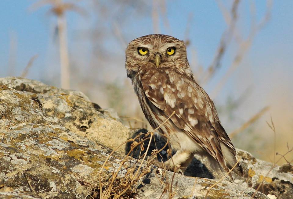 Biodiversity of Cyprus by NGO Protection of the Natural Heritage and ...