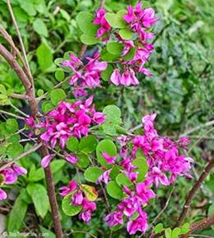TANAMAN INDIGOFERA | BUMI TERNAK