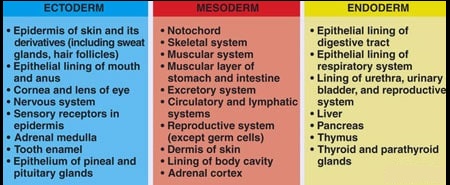 Rusty's Bio-zone: HUMAN REPRODUCTION