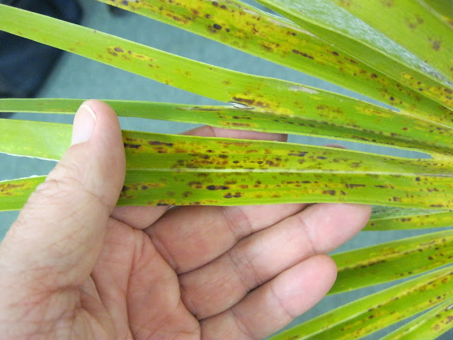 Viragrow Delivers My Palm Leaves Have Brown Spots
