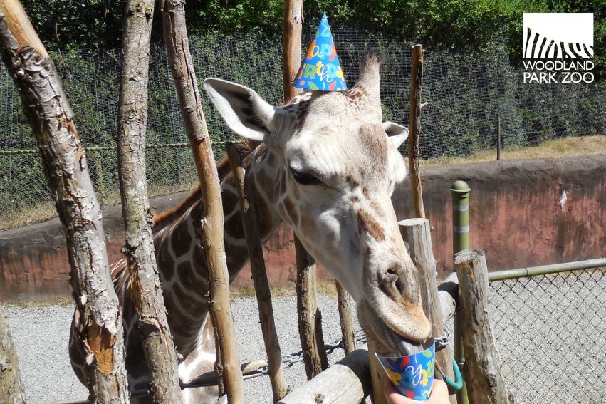 Bon voyage, Misawa! The lovable “grumpy face” giraffe departs zoo in ...