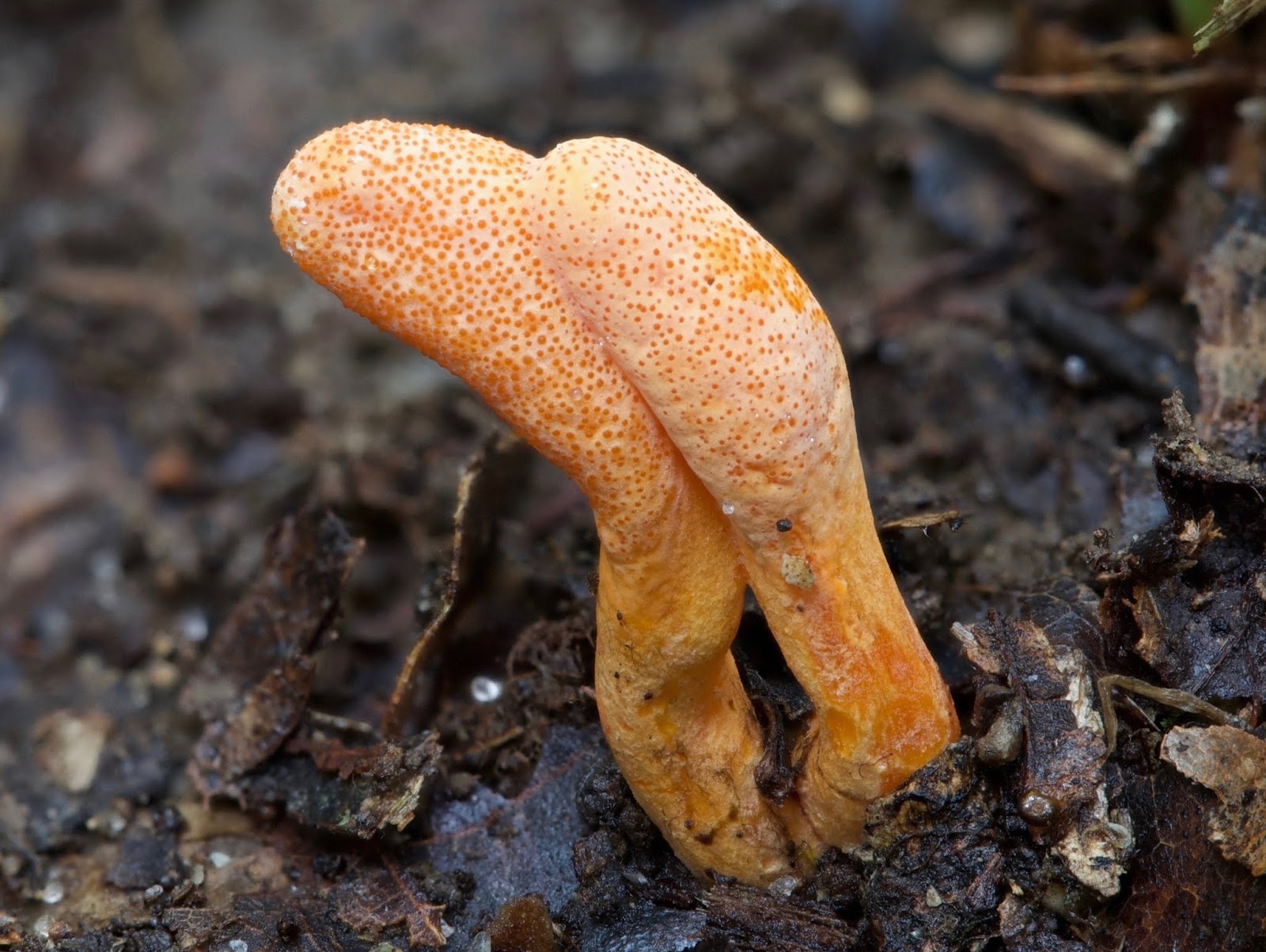 Springfield Plateau: Insect-loving Fungi