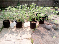 July 4th and july 16th Update Outside organic Marijuana grow