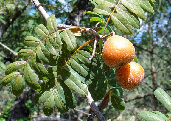 Trees Planet: Sorbus domestica - True Service Tree