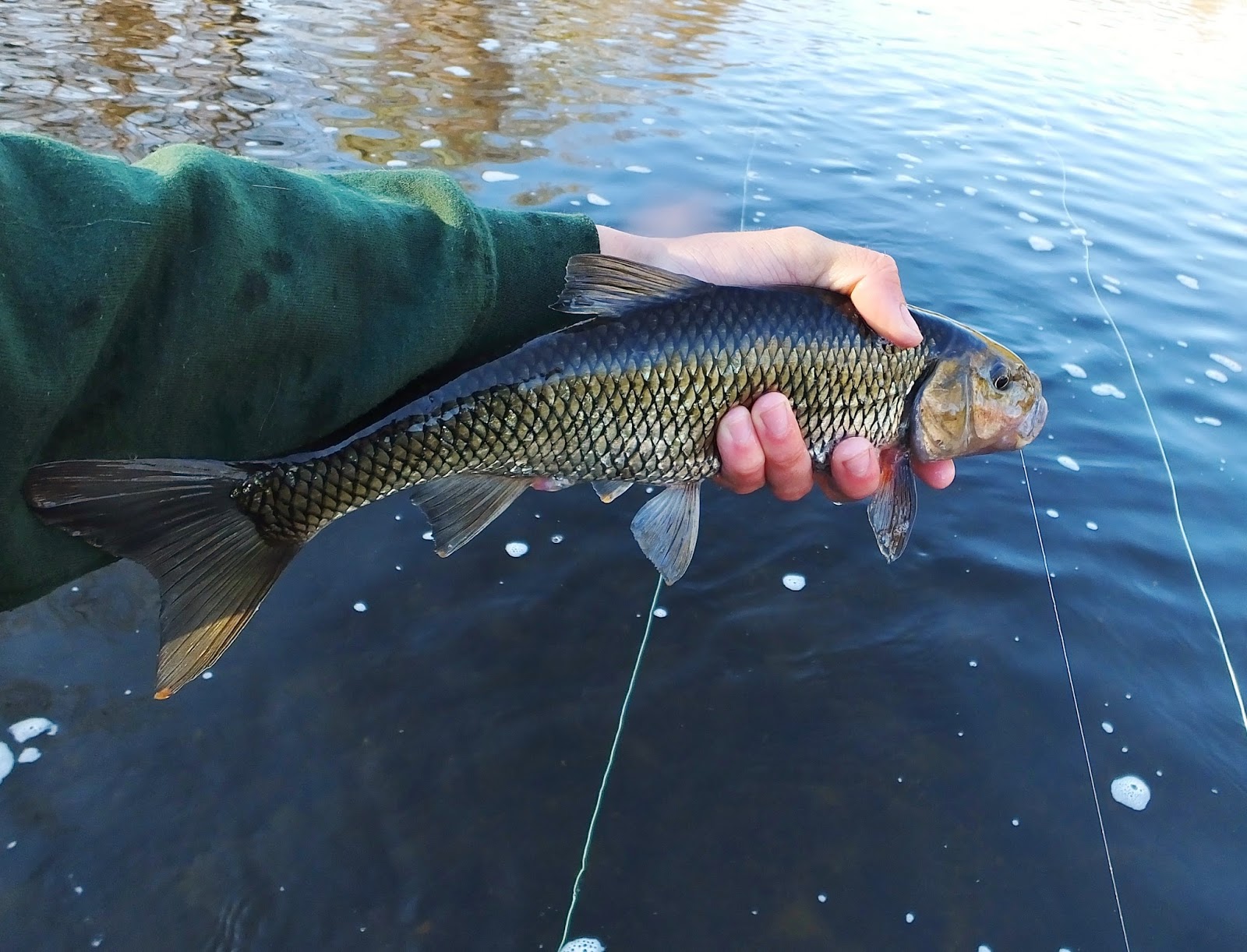 Connecticut Fly Angler: My Biggest Fallfish