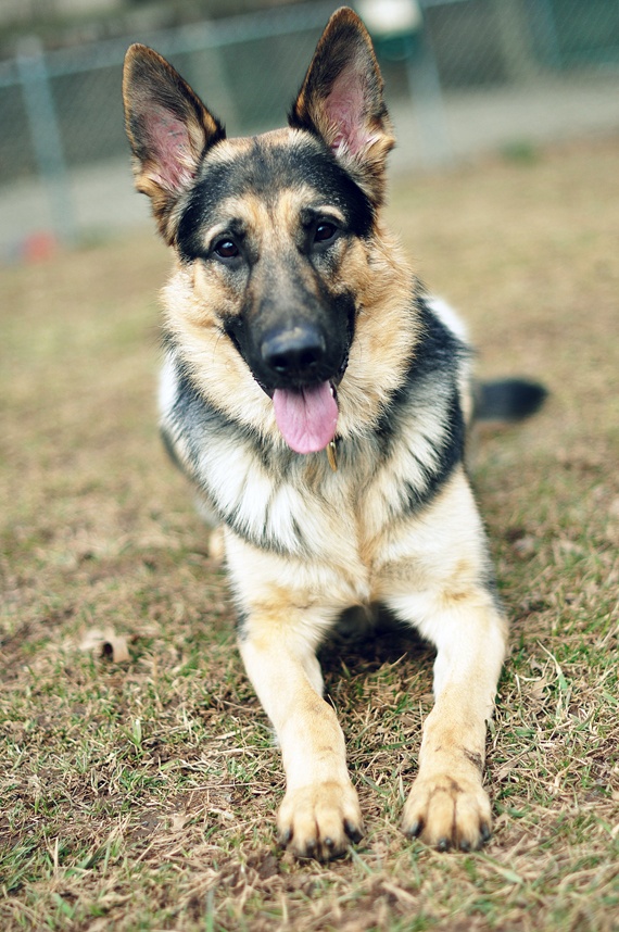 Adorable loyal German shepherd ~ The Animals Planet