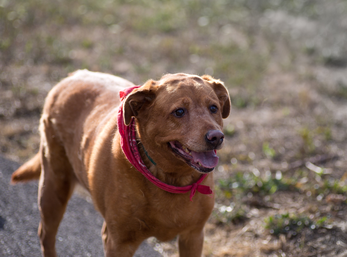 Shelter Dogs of Portland: "BERNADETTE" pretty red Lab mix