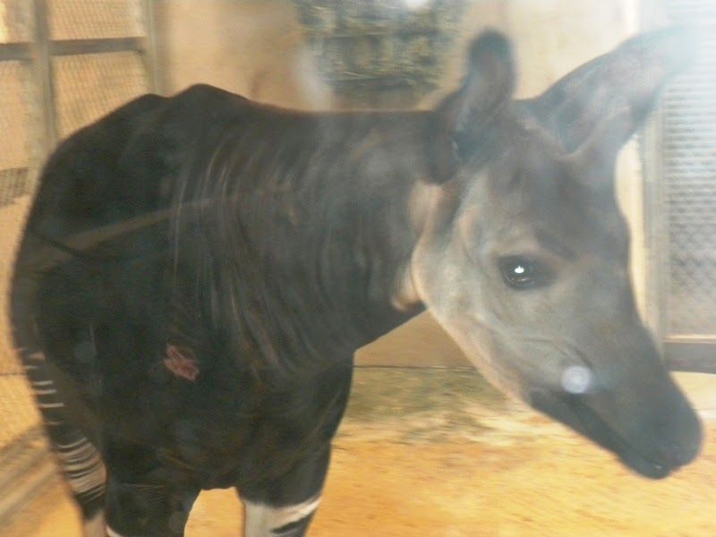 The Zoo Review: Species Fact Profile: Okapi (Okapia johnstoni)