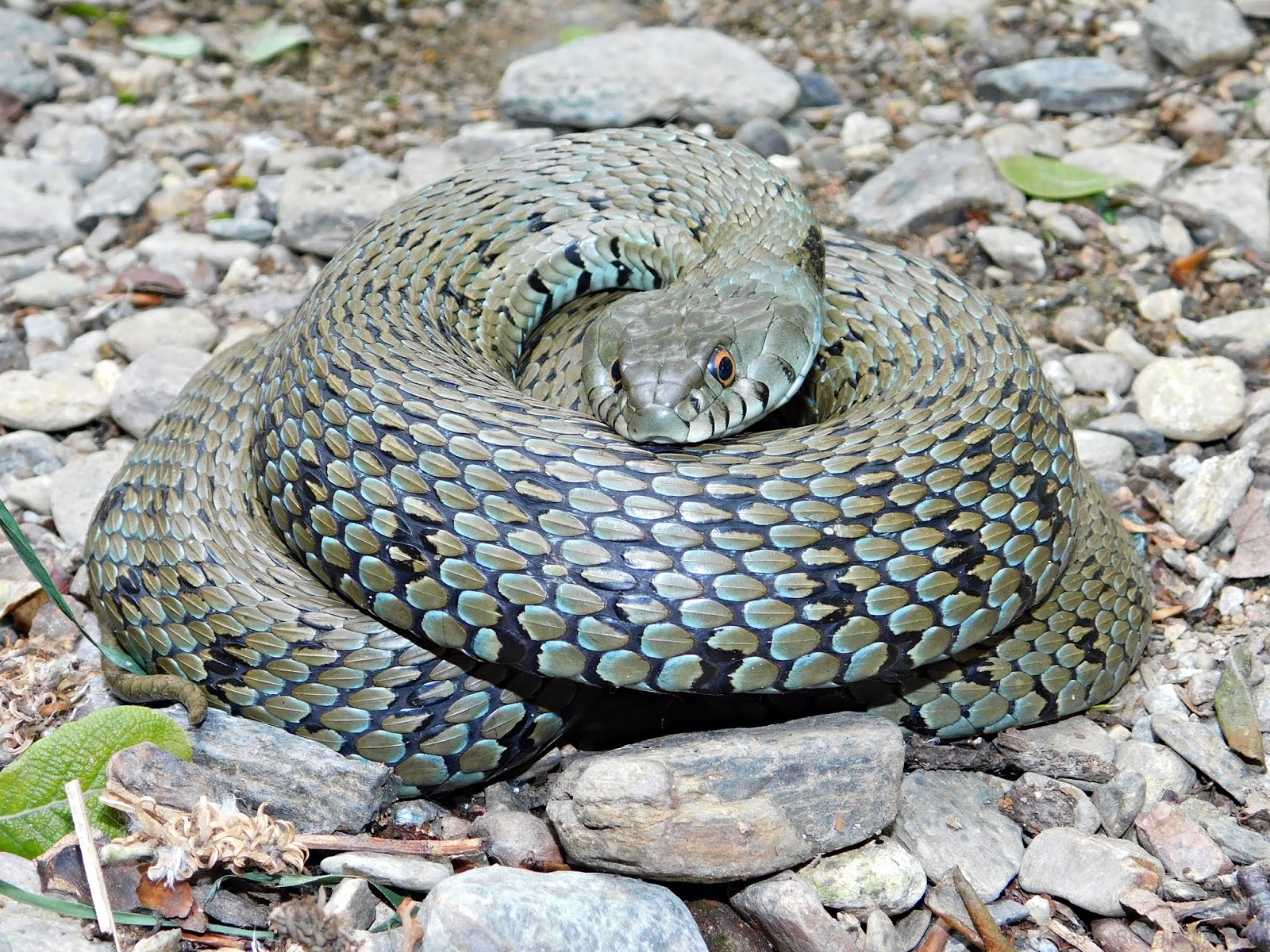 (Paleo-)Herpetología: Natrix astreptophora - Culebra de collar ibérica