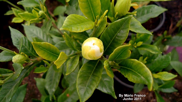 Meu Cantinho Verde: JASMIM-DO-CABO - ( Gardenia jasminoides )