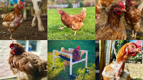 Hen care: the basics