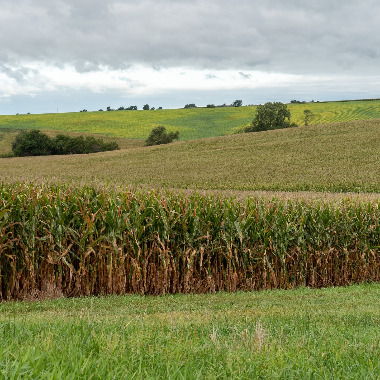 Seeing Nature: You ought to give Iowa a try