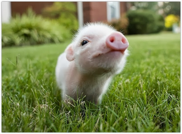 Cute Little Creatures