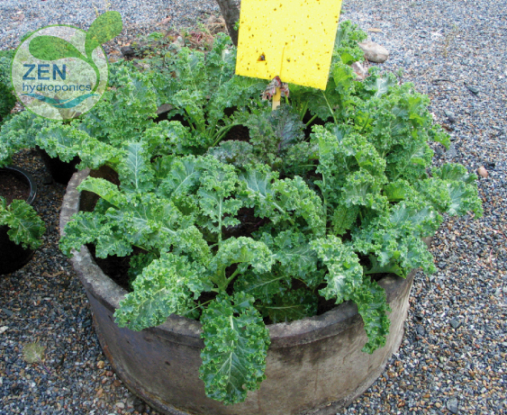 ZEN HYDROPONICS: คะน้าใบหยิกสีเขียวเอฟวัน (Green Kale / Kale Rogue F1)