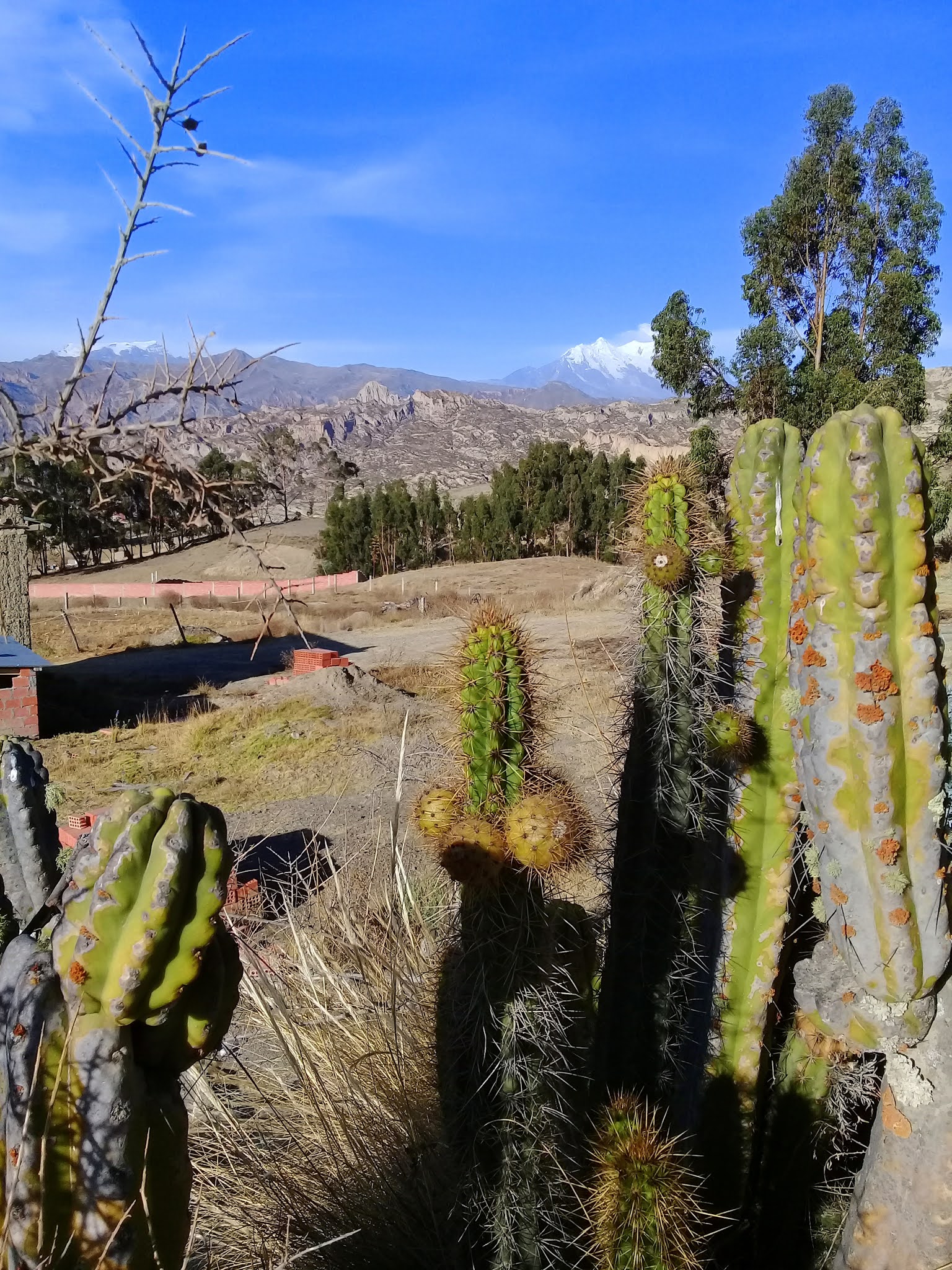 Danzarina en la Naturaleza: Achuma Wachuma Huachuma Guachuma Aguacolla ...