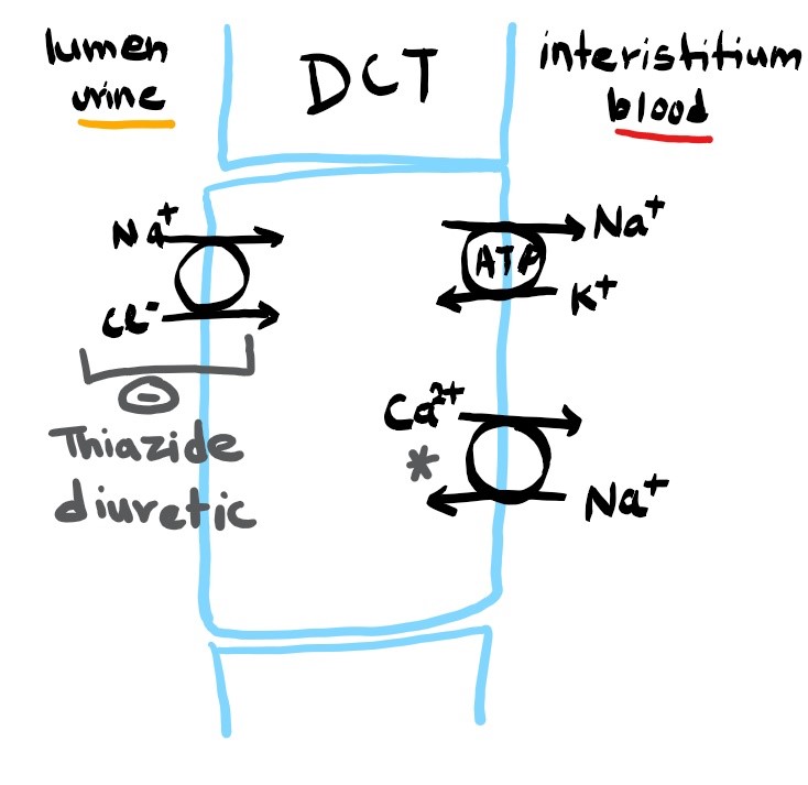 Difference between Loop and Thiazide Diuretics in Calcium Metabolism Difference between Loop and Thiazide Diuretics in Calcium Metabolism