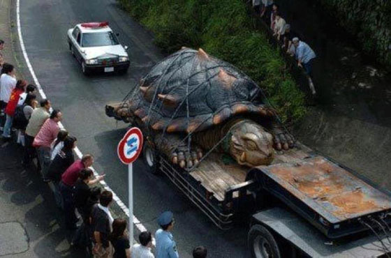 Worlds Largest Tortoise In The World - Galapagos Tortoise | Amazing ...
