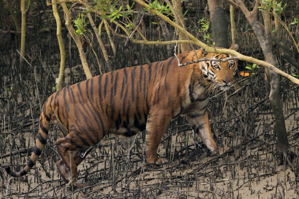Indian Sundarban: An in-depth understanding: Epic tiger sighting at ...
