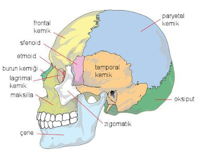 Kafatası (Baş kemiği) - EVREN HAKKINDA BILGI VEREN BLOG!