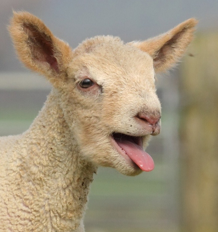 French Vocabulary Illustrated: bêler