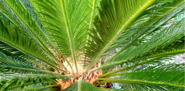 DISFRUTAR CON EL HUERTO Y EL JARDÍN