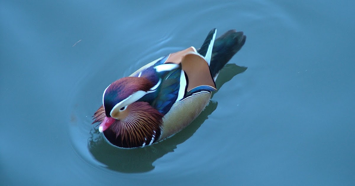 Randon's Ramblings : JUDGING A BIRD BY ITS FEATHERS