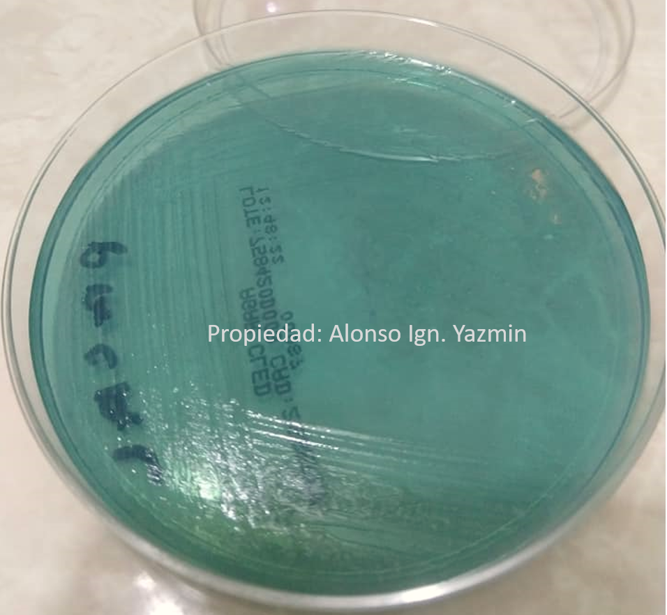Bioquímica Diagnóstica BQD-YAI: Proteus mirabilis