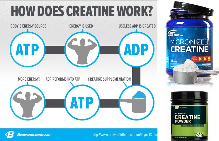Creatine Effects On The Body What It Does And How It Works