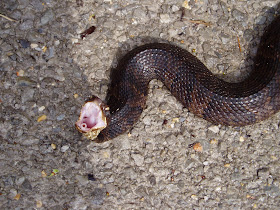 venomous snakes in illinois map