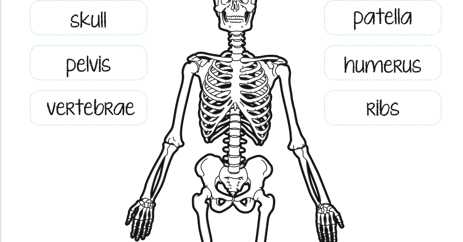 Year 6: Science - The human skeleton