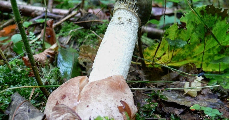 Kunstkamera sudecka: Encyklopedia sudecka. Grzyby Sudetów - sromotnik ...