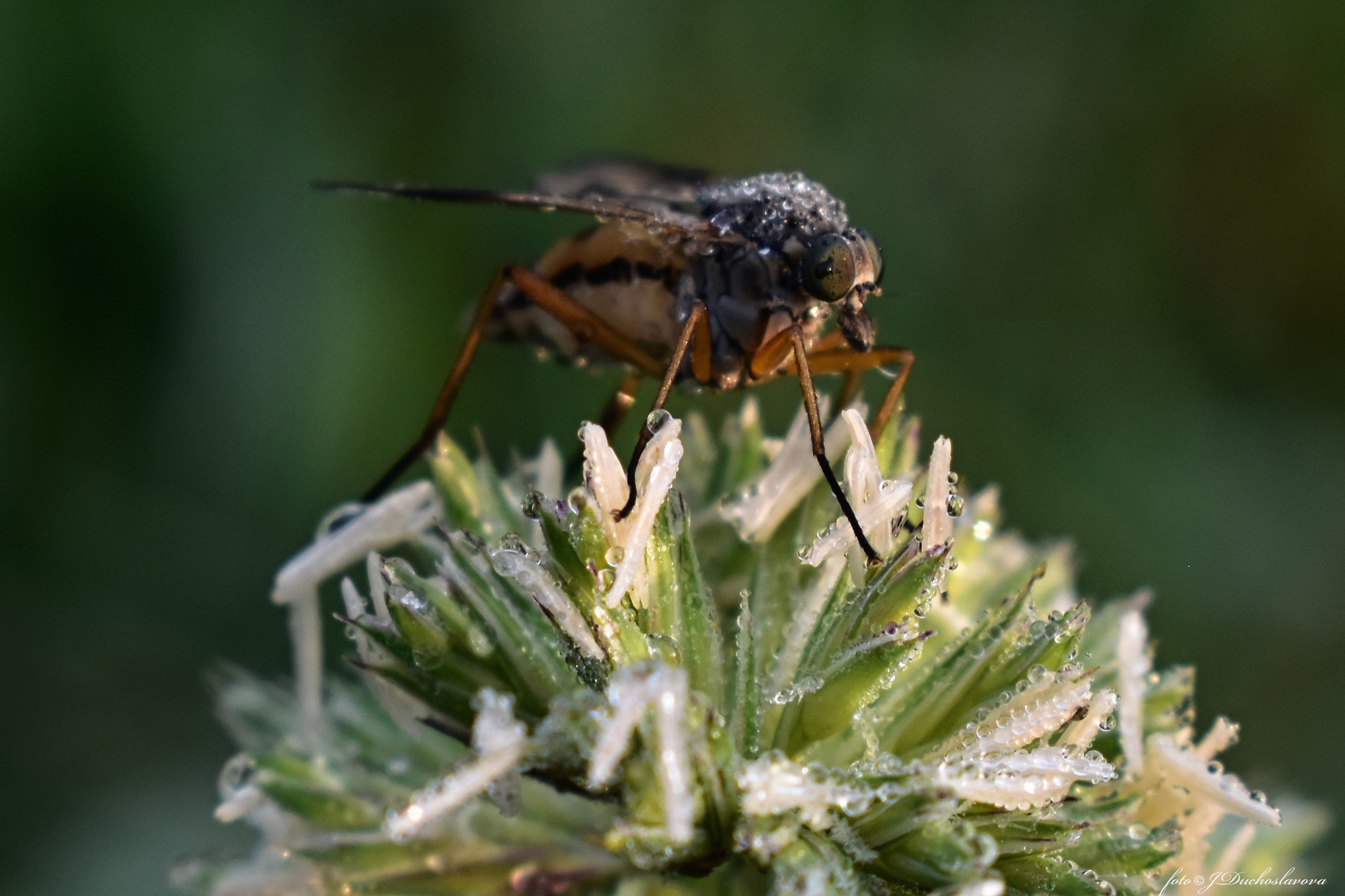 PŘÍRODA: Mouchy, brouci, tiplice