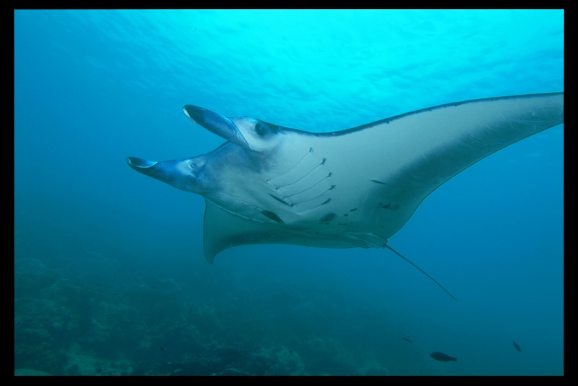 Beyond Easy: Mardi: Devil Fish, Bone Sharks, Killers & Thrashers