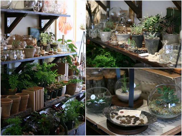 The greatest little terrarium shop and my first attempt... / Create / Enjoy