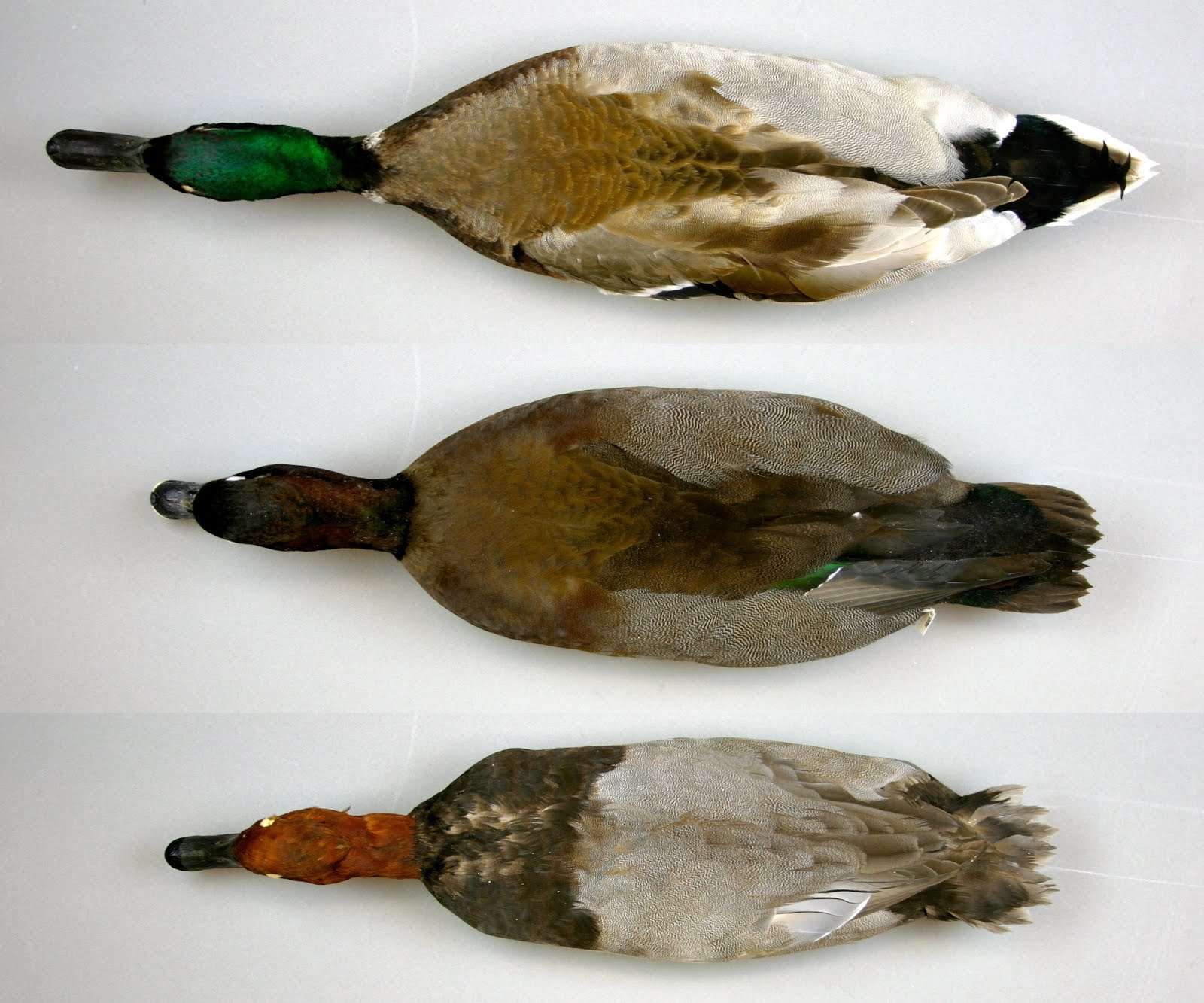 Hybrid Duck Study: A GALLERY OF DONATED HYBRIDS