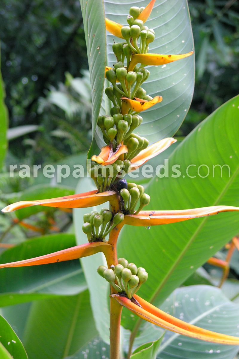 PLANT FAMILIES OF PUERTO RICO AND FLORIDA PAPO VIVES: HELICONIACEAE ...